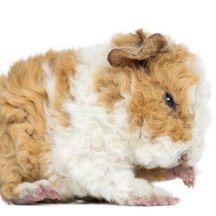 Guinea Pigs – Guinea Pig Site