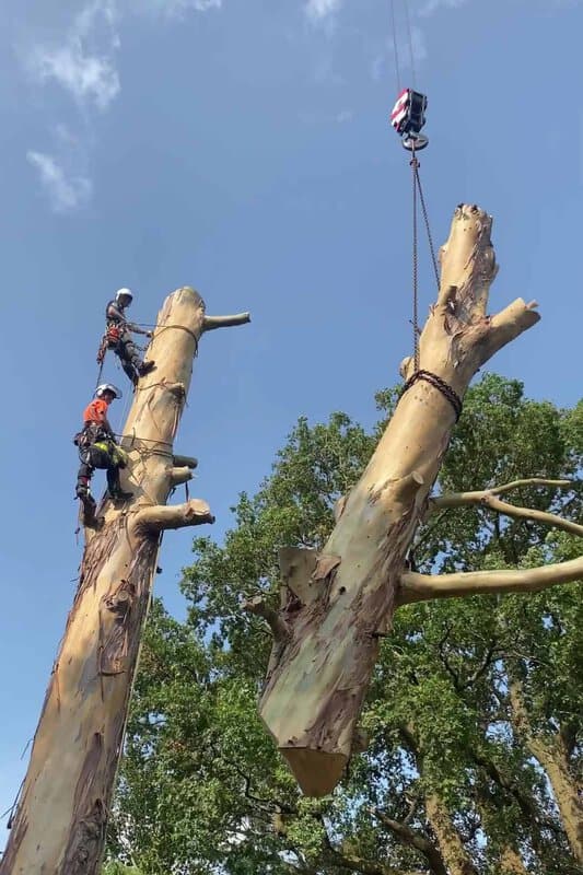 dryad tree specialists