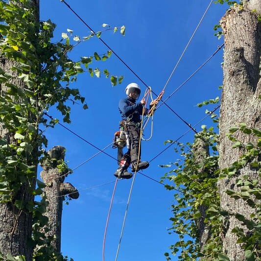 dryad tree specialists