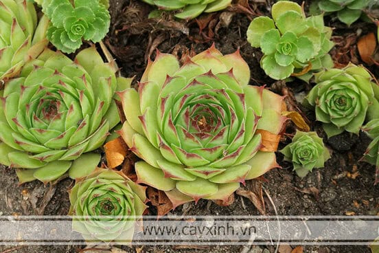 Sen Đá Phật Bà - Vựa Sen Đá