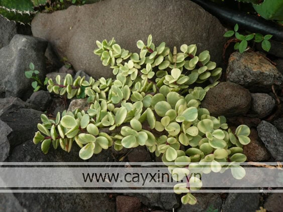 Sen Đá Đôla Trắng - Vựa Sen Đá