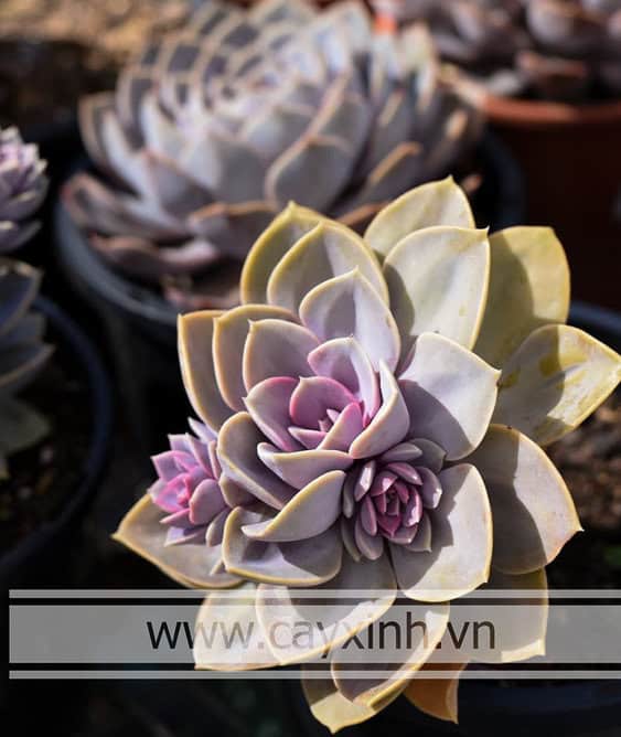 Sen Đá Hồng Dâu - Vựa Sen Đá