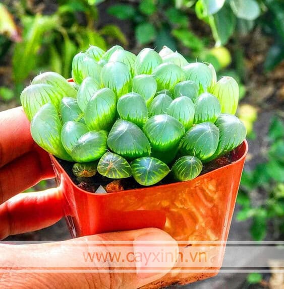 Sen Đá Guốc Xanh - Vựa Sen Đá