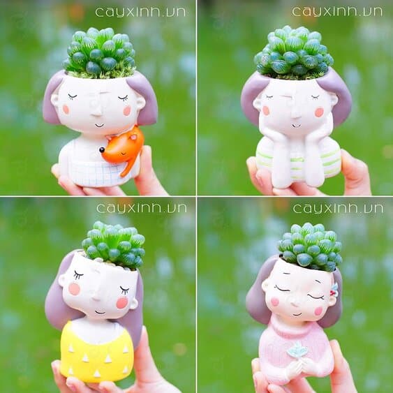 Sen Đá Guốc Xanh - Vựa Sen Đá