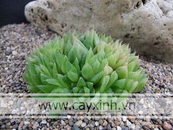 Sen Đá Sừng - Vựa Sen Đá