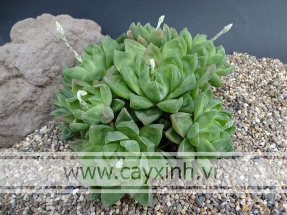 Sen Đá Sừng - Vựa Sen Đá