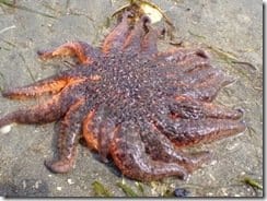 starfish adaptations intertidal zone