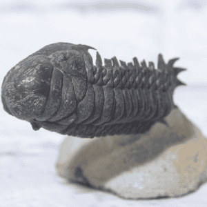 cold river mining corp