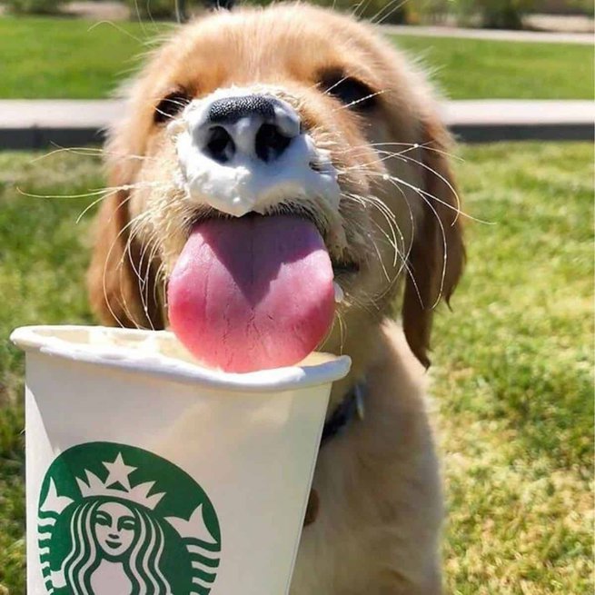 Starbucks Puppuccino Recipe » Recipefairy.com
