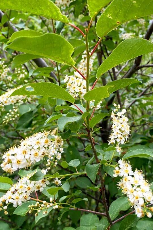 15 Immaculate White Flowering Trees to Bring Luminosity to Your Garden
