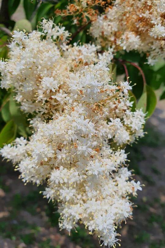 15 Immaculate White Flowering Trees to Bring Luminosity to Your Garden