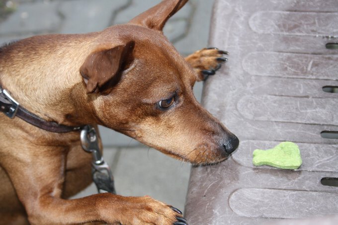 Alter Hund Frisst Blumenerde