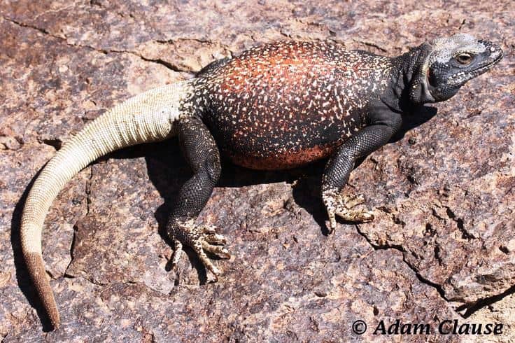 chuckwalla size