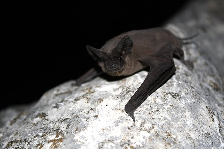 canyon bat
