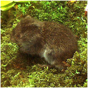 northern lemming