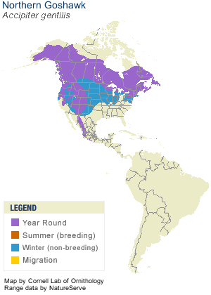 northern goshawk range