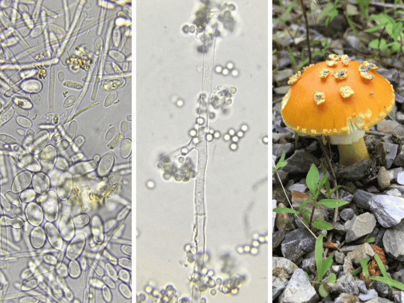 fungi microbes examples