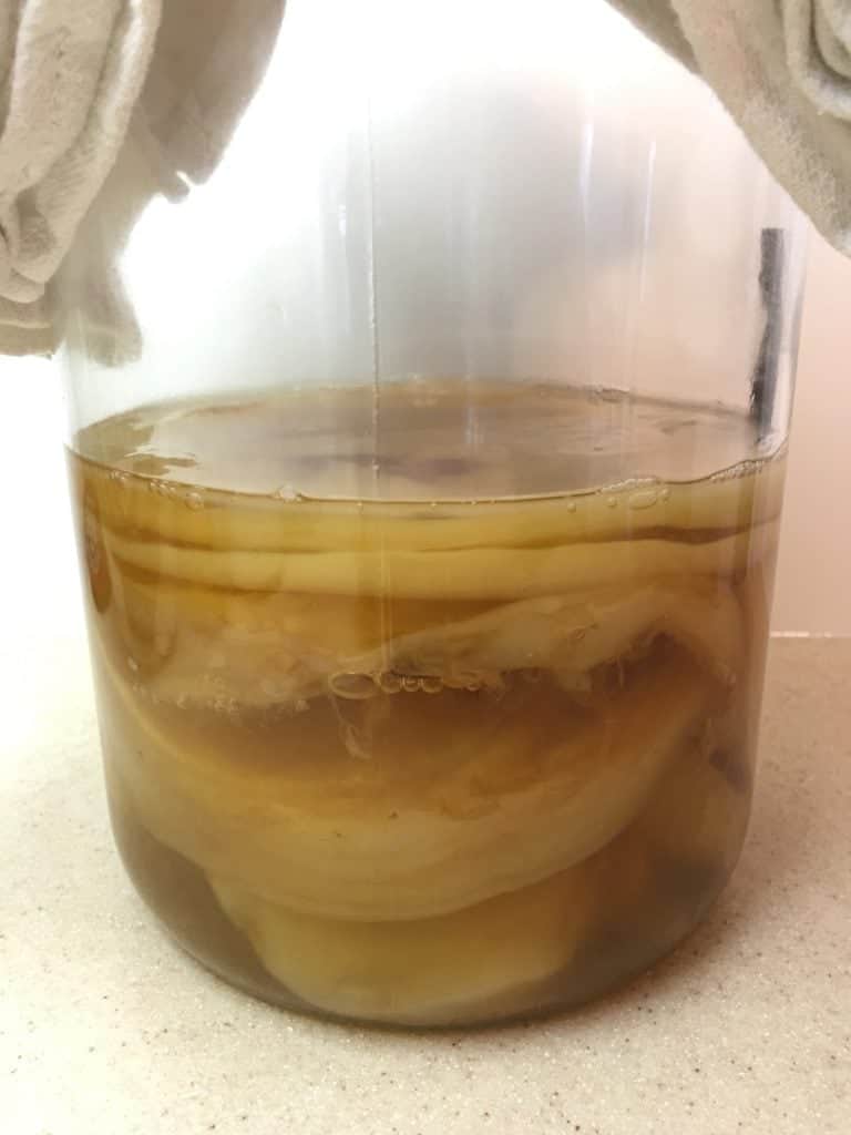 kombucha tea scoby