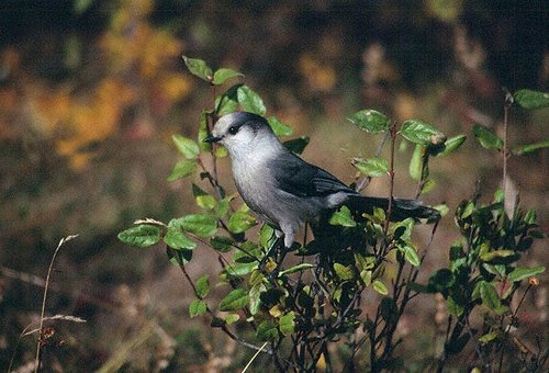 gray jay like bird