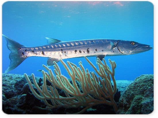 barracuda fish speed