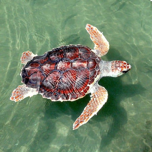 loggerhead turtle uk