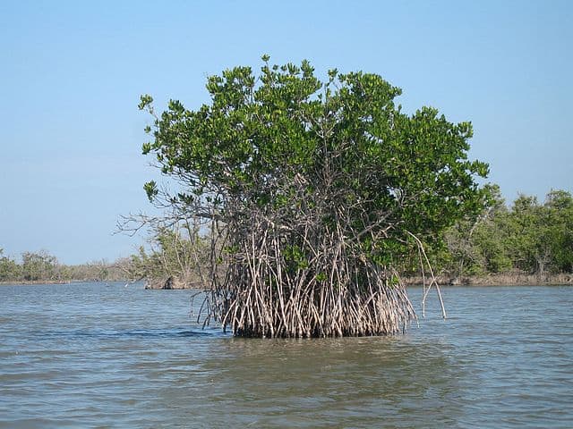 tree mangrove