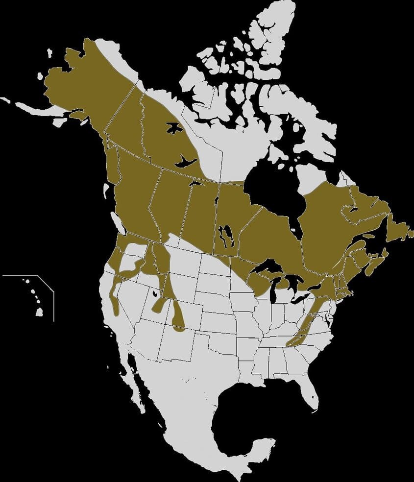 snowshoe hare range