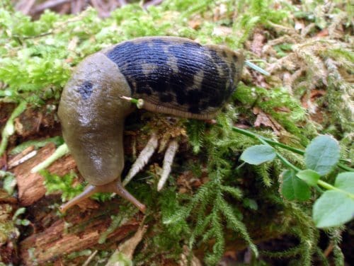 mollusc slug