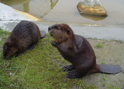 do beavers have sharp teeth