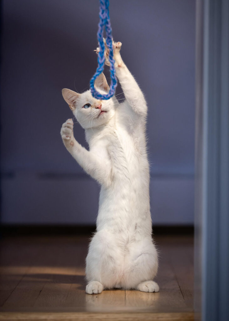 Cats Playing With String