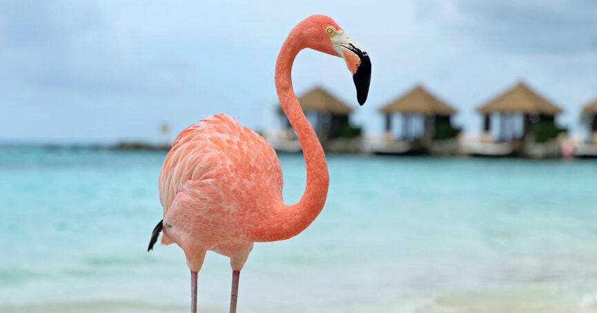 flamingo entry point