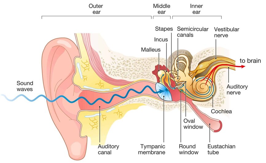 vibrations in ear