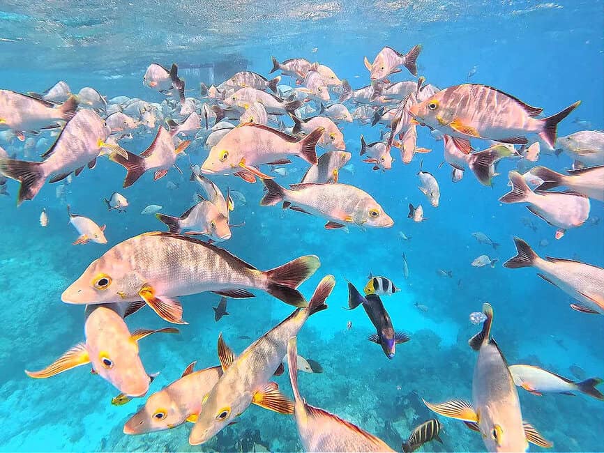 rangiroa things to do