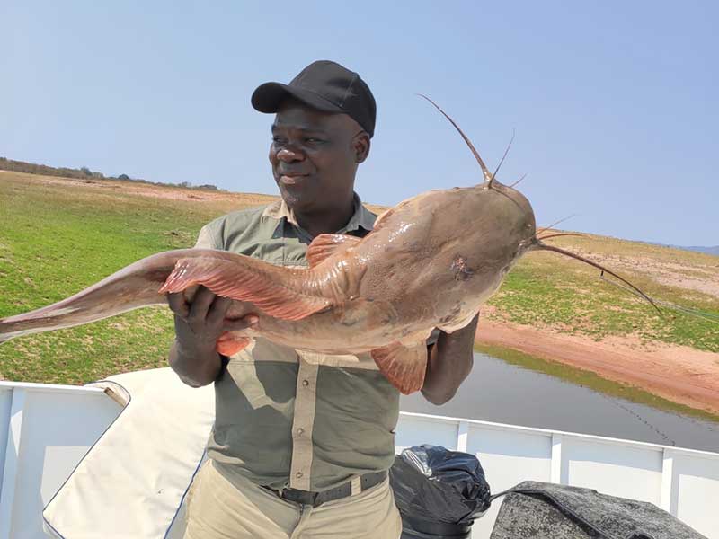 Vundu Fish