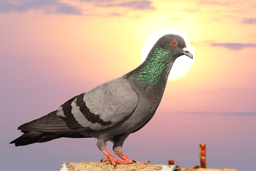 How a pigeon eventually learnt to fly - Welcome to The Bonas Bulletin