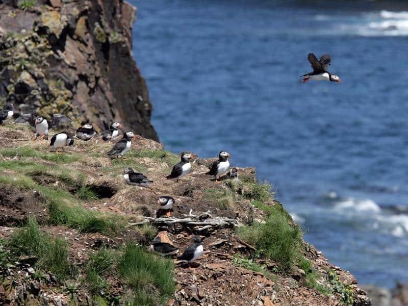 5 interesting facts about newfoundland and labrador