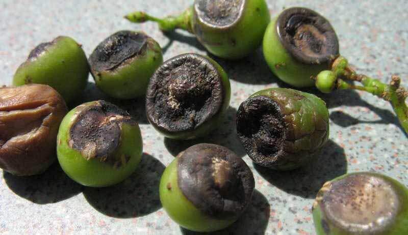 Purple Black Rot On Grapes