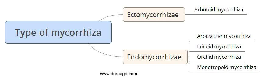 endomycorrhizae types