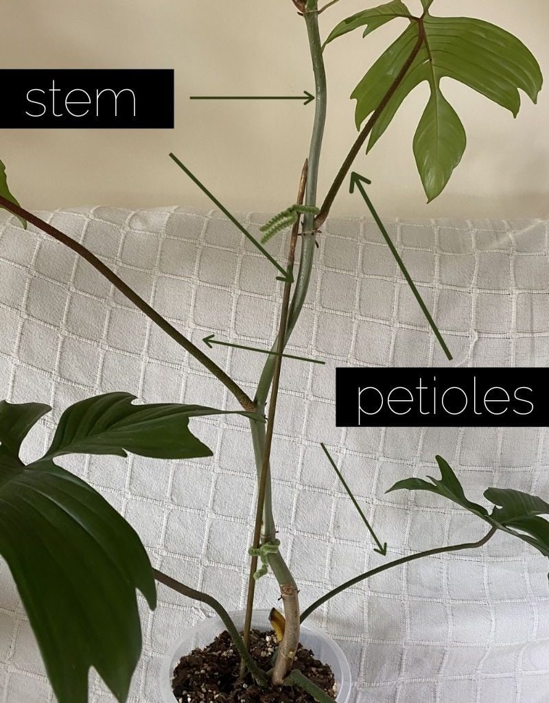 petioles monstera