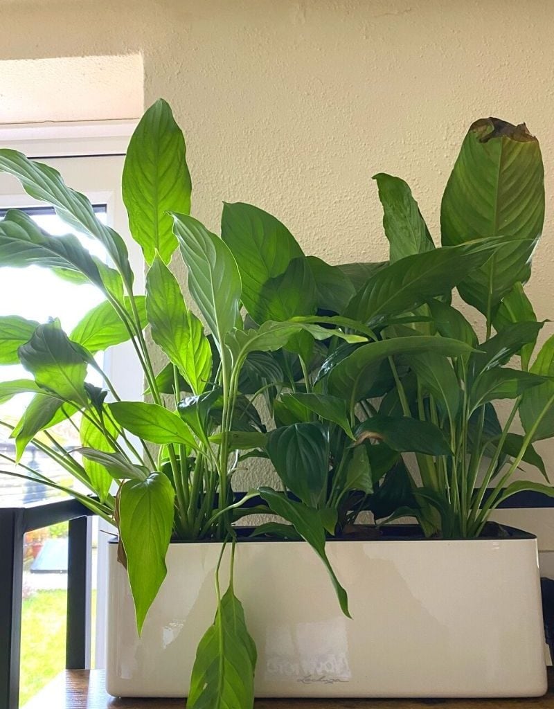 peace lily aquarium care