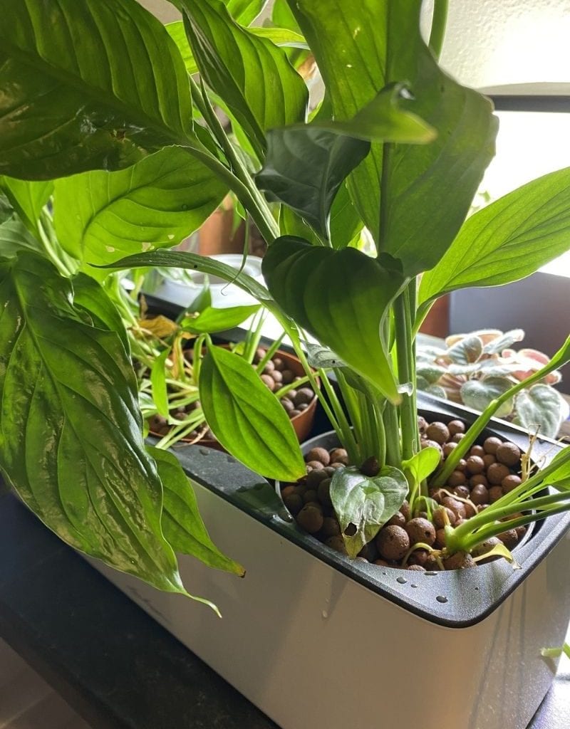 peace lily aquarium care