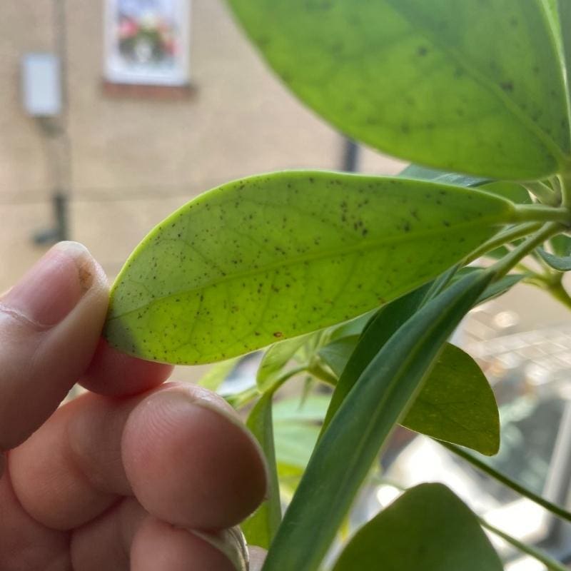 schefflera plant problems