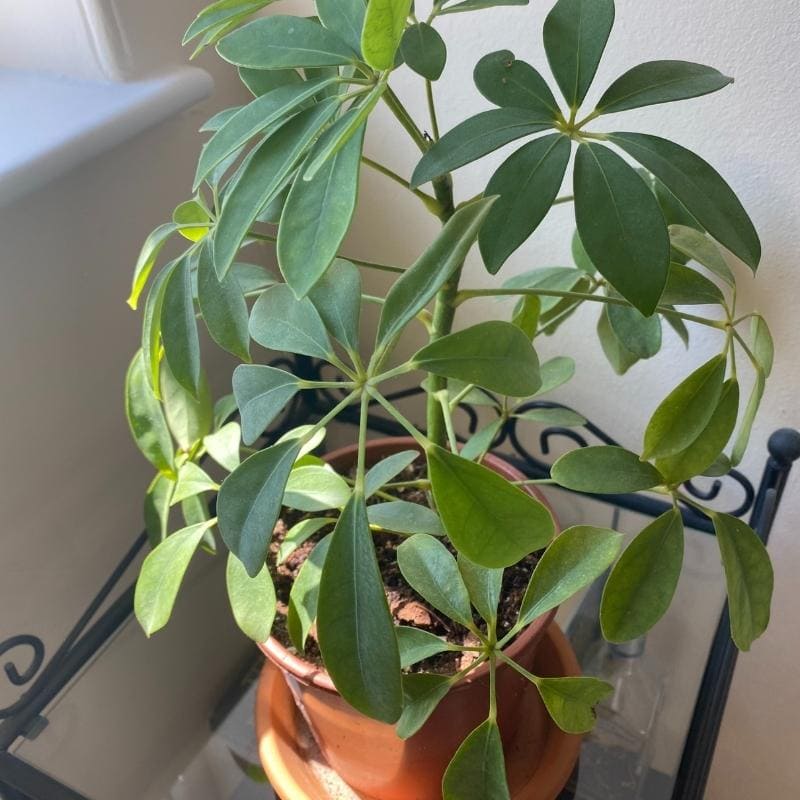 schefflera plant problems