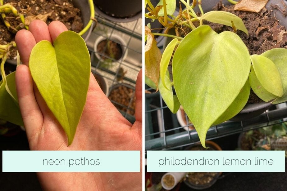 philodendron pothos leaf