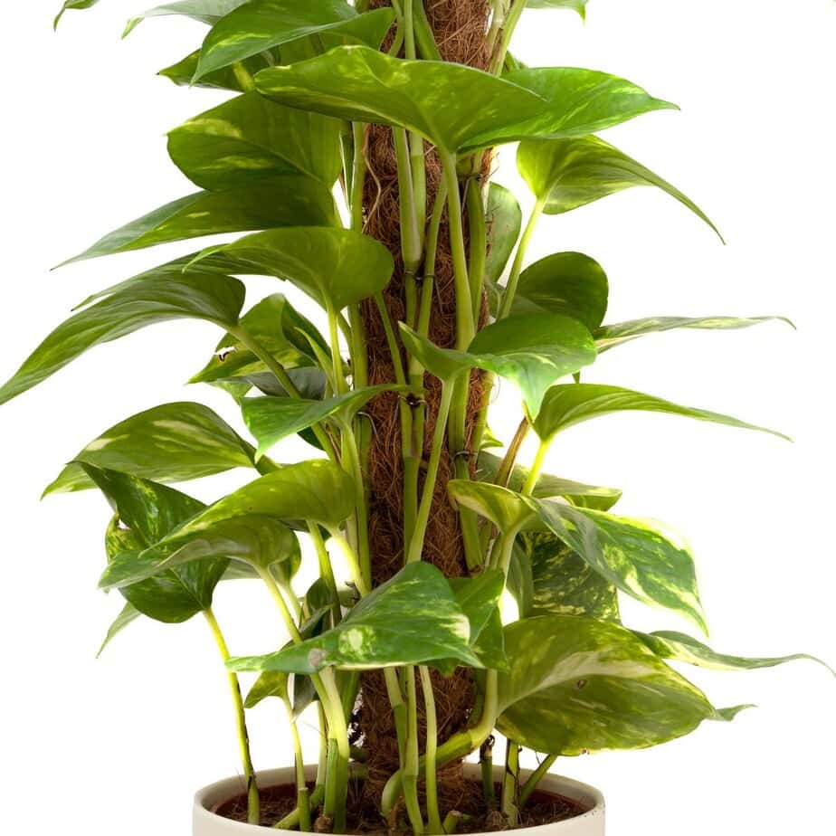 philodendron position