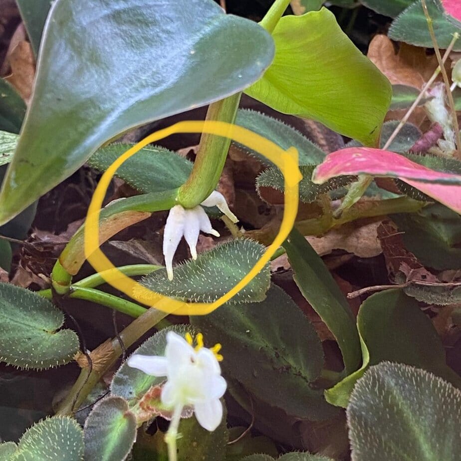 Aerial Roots Philodendron