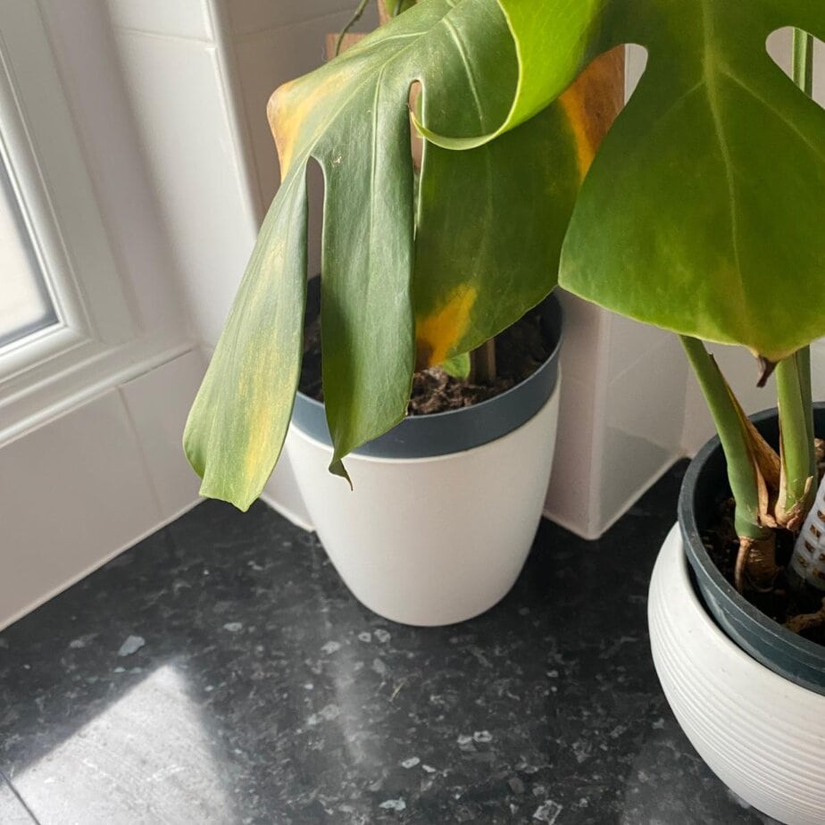 monstera leaf curling
