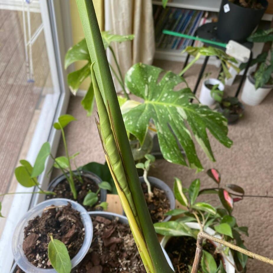 petioles monstera
