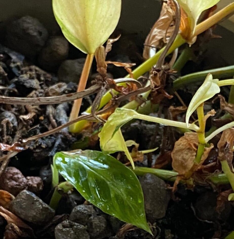 How To Propagate Rhizome Plants