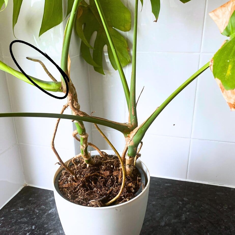 do roots keep growing